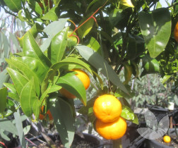 See in the new year with beautiful, sunny Citrus - Tree Selections ...