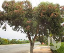 Trees mean (retail) business – Collections - Speciality Trees
