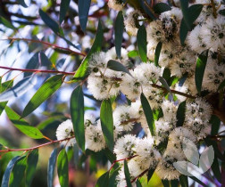 True Blue Native Feature Trees – Collections - Speciality Trees