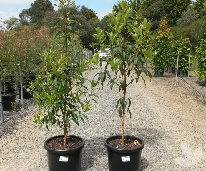 Lophostemon confertus trialing of new material - Blog - Speciality Trees