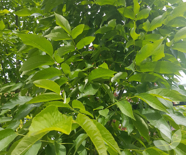 Fraxinus pennsylvanica 'Cimmzam' - Cimmaron Ash Tree - Trees ...