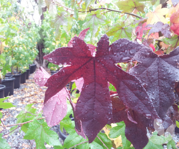 Liquidambar styraciflua - Liquidambar Tree, Sweet gum - Trees ...