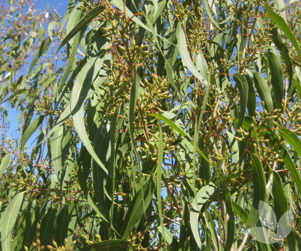 Corymbia maculata 'ST1' Lowanna - Compact Spotted Gum - Trees ...