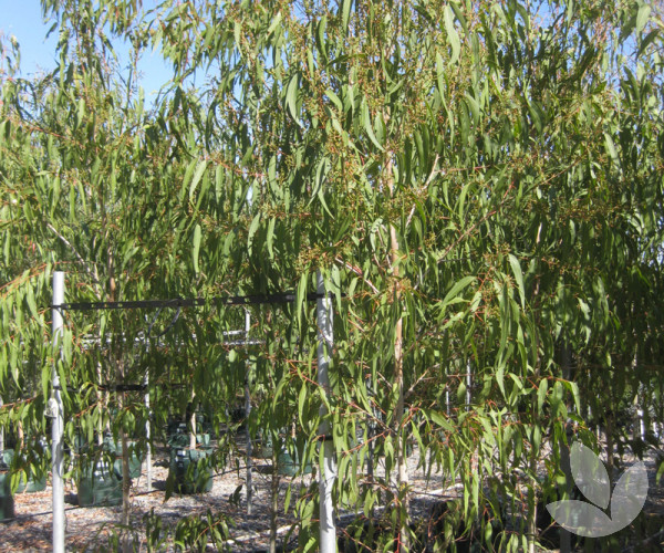 Corymbia maculata 'ST1' Lowanna - Compact Spotted Gum - Trees ...