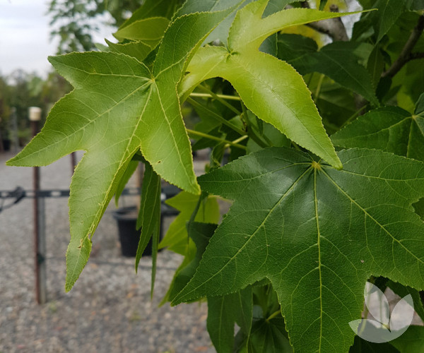 Liquidambar styraciflua 'Festeri' - Liquidambar Tree, 'Festeri' Sweet ...