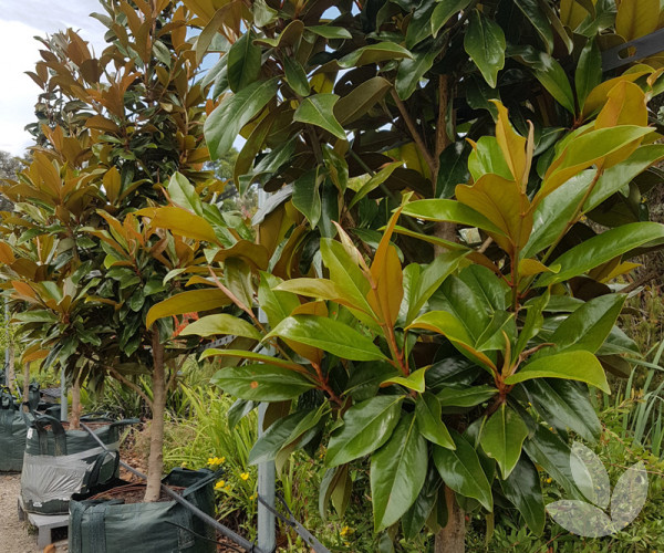 Magnolia grandiflora 'Sweet Carolina' ™ - Sweet Carolina Magnolia Tree ...