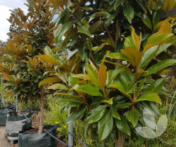 Magnolia grandiflora 'Sweet Spire' - Sweet Spire Magnolia (evergreen ...