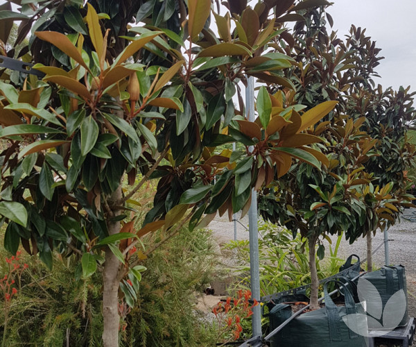 Magnolia grandiflora 'Sweet 'n' Neat' ™ - Sweet n Neat Magnolia Tree ...