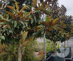 Magnolia grandiflora 'Sweet Spire' - Sweet Spire Magnolia (evergreen ...