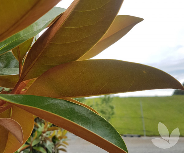 Magnolia grandiflora 'Sweet 'n' Neat' ™ - Sweet n Neat Magnolia Tree ...