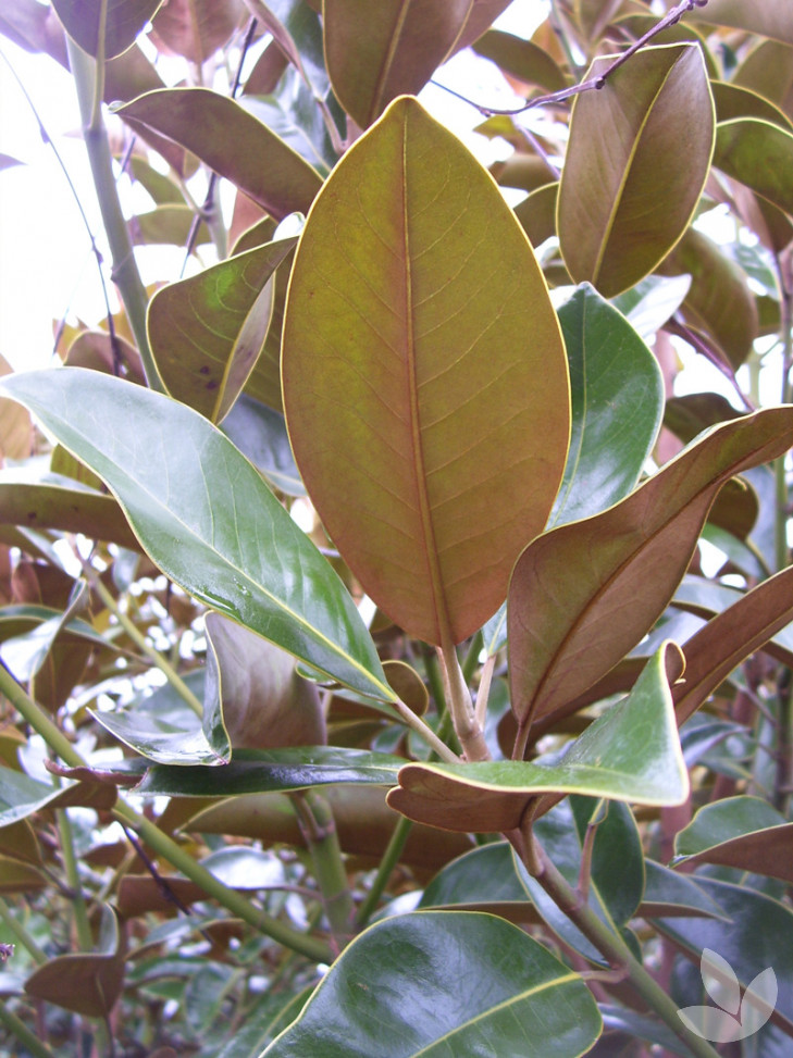 Evergreen Magnolia - Blog - Speciality Trees