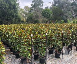 Magnolia grandiflora 'Sweet Spire'™ - Sweet Spire Magnolia (evergreen ...