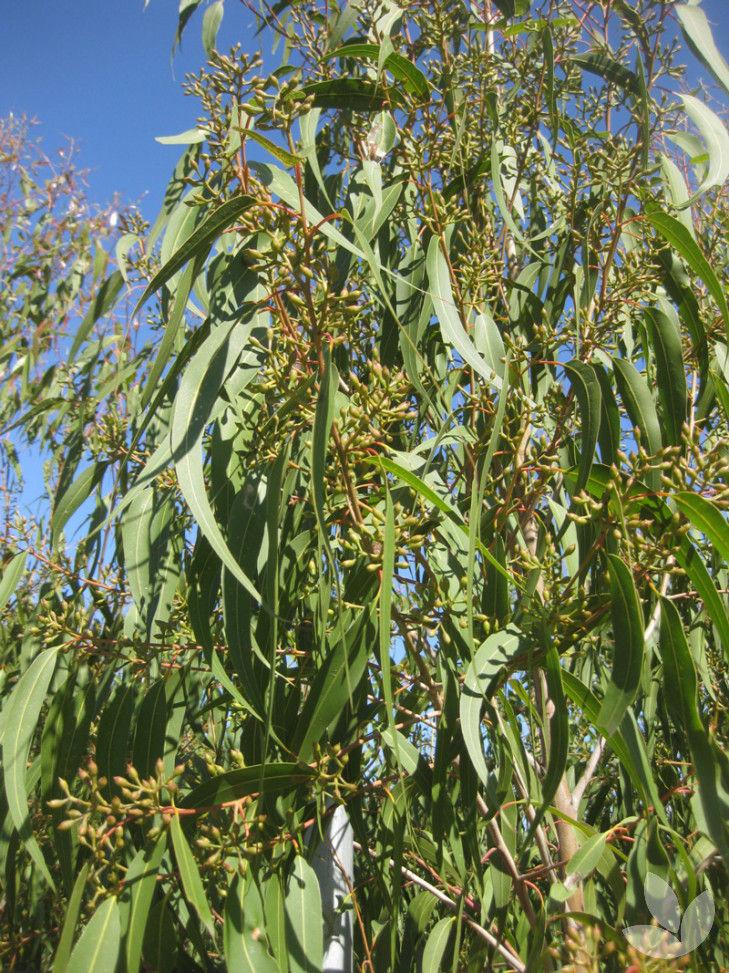 Hot feature tree selections for your next landscape design - Blog ...