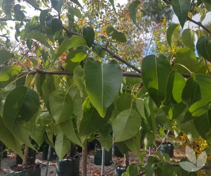 Pyrus for colour, form & functionality - Blog - Speciality Trees