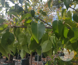 Pyrus calleryana 'Capital' - Ornamental Pear – Trees - Speciality Trees