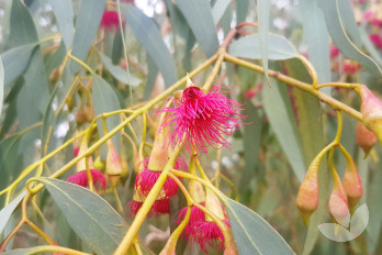 Eucalyptus melliodora - Yellow Box – Trees - Speciality Trees