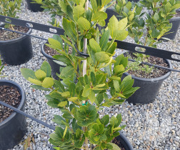 Laurus nobilis - Bay Tree - Trees - Speciality Trees