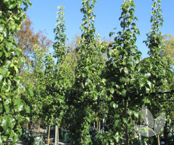 Pyrus calleryana 'Capital' - Capital Ornamental Pear Tree - Trees ...