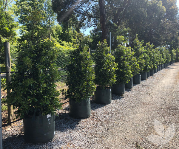 Tristaniopsis laurina - Kanooka Gum Tree, Water Gum Tree - Trees ...