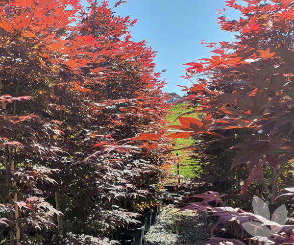 Purple Japanese Maple - Speciality Trees