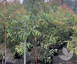 Smooth-barked Apple Myrtle, Rusty Gum - Speciality Trees