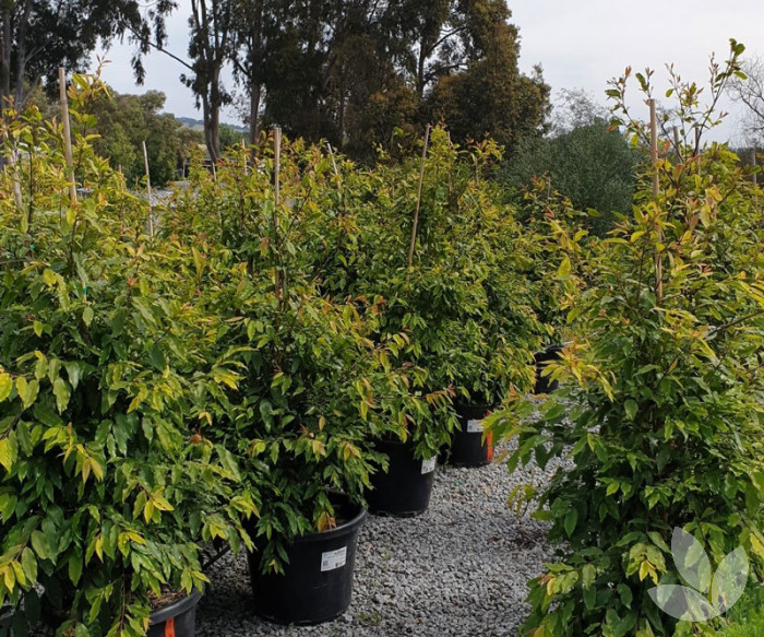 King of Screening - Waterhousea 'Whisper' 50cm/52L (1.6-2.0m) - Blog ...