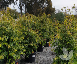 Waterhousea floribunda 'ST1' Whisper (syn. Syzygium) - Whisper Weeping ...