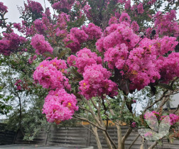 Lagerstroemia indica x fauriei 'Natchez' - Crepe Myrtle (White) – Trees - Speciality Trees