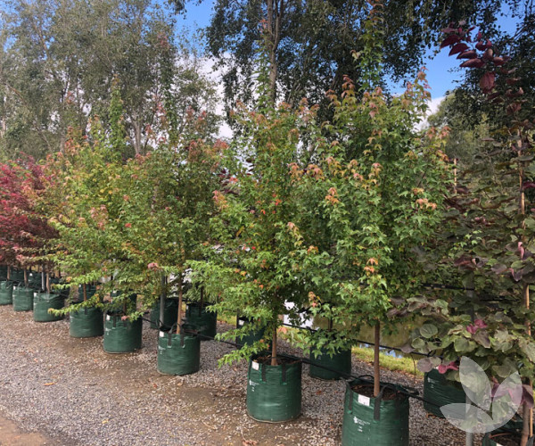 Acer buergerianum - Trident Maple Tree - Trees - Speciality Trees