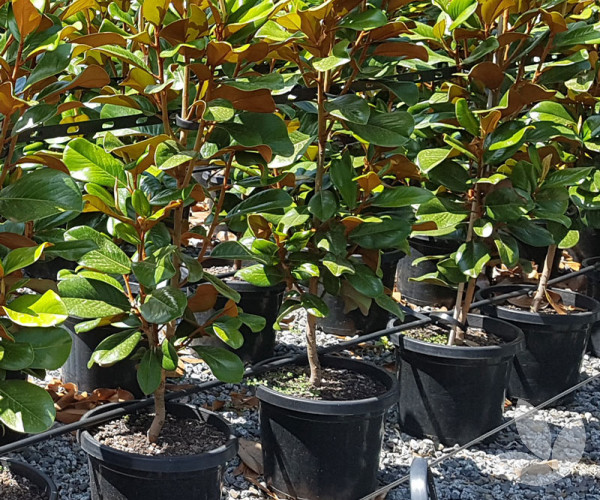 Magnolia grandiflora 'Teddy Bear' ™ - Teddy Bear Magnolia Tree ...