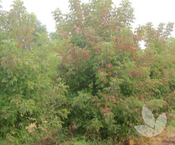 Sensation Box Elder (Maple) - Speciality Trees