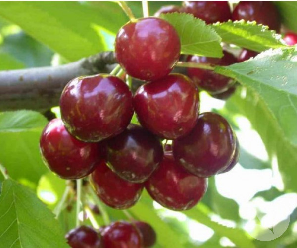 Prunus avium 'Sir Don' ™ - Sir Don Cherry Tree - Trees - Speciality Trees