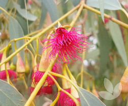 Eucalyptus forrestiana - Fuchsia Gum - Trees - Speciality Trees