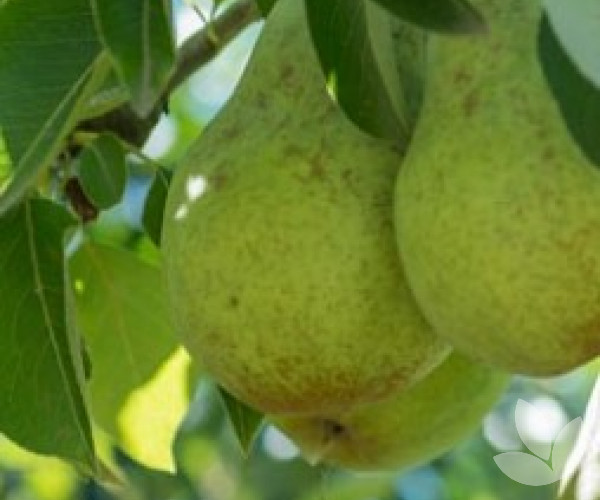 Pyrus communis 'Williams' - Williams Fruiting Pear Tree - Trees ...