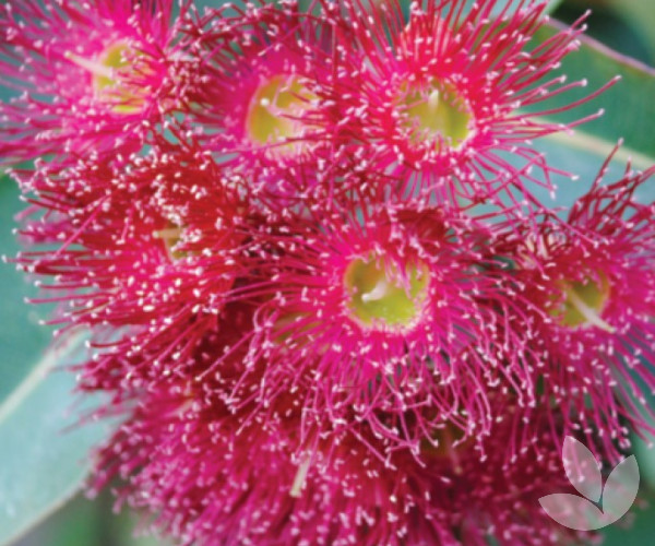 Corymbia ficifolia 'Cape Crimson' - Grafted Flowering Gum - Trees ...