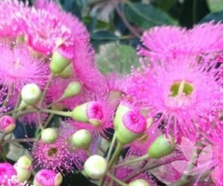 Corymbia ficifolia 'Summer Beauty' - Grafted Flowering Gum – Trees ...