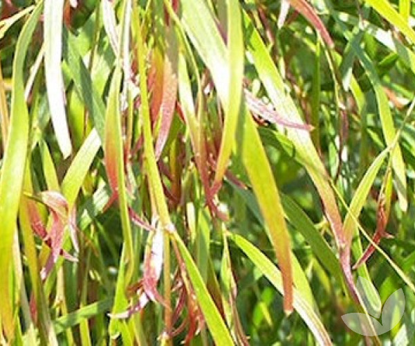 Copper Tips Weeping Wattle - Speciality Trees