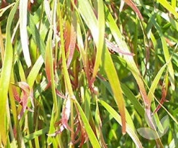 Acacia cognata 'Lime Magik' – Trees - Speciality Trees