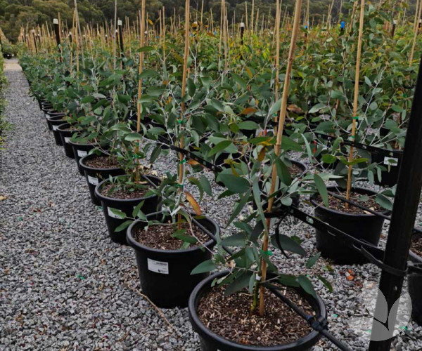 Eucalyptus pauciflora nana - Dwarf Snow Gum - Trees - Speciality Trees