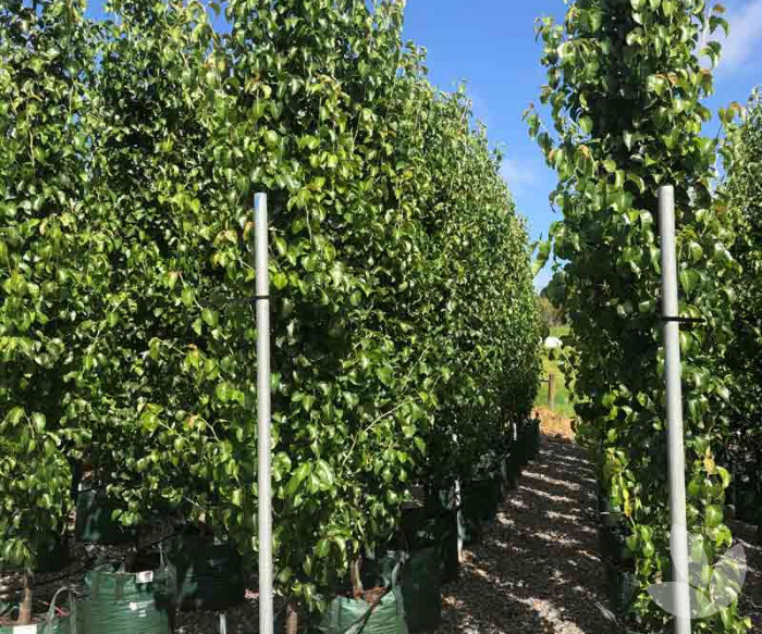 Start the year BIG with this deal on Ornamental Pears! - Blog ...