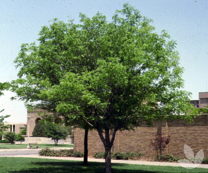 Climate Ready Selections for the Southern parts of Australia - Blog ...