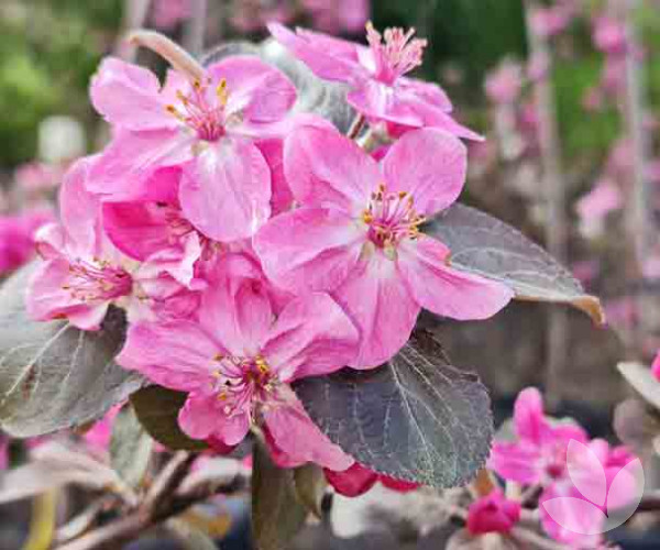 Malus pumila x domestica 'Magnus Summer Surprise' - Magnus Summer ...