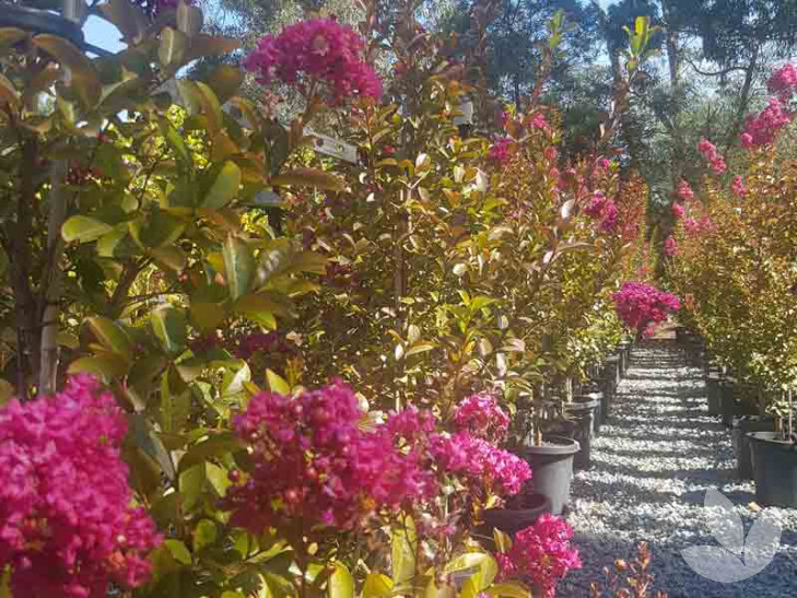 Our guide to Crepe Myrtles - Tree Selections - Speciality Trees