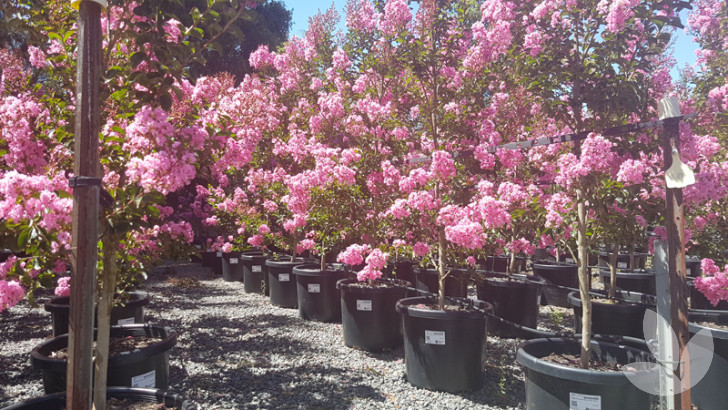 Our guide to Crepe Myrtles - Tree Selections - Speciality Trees