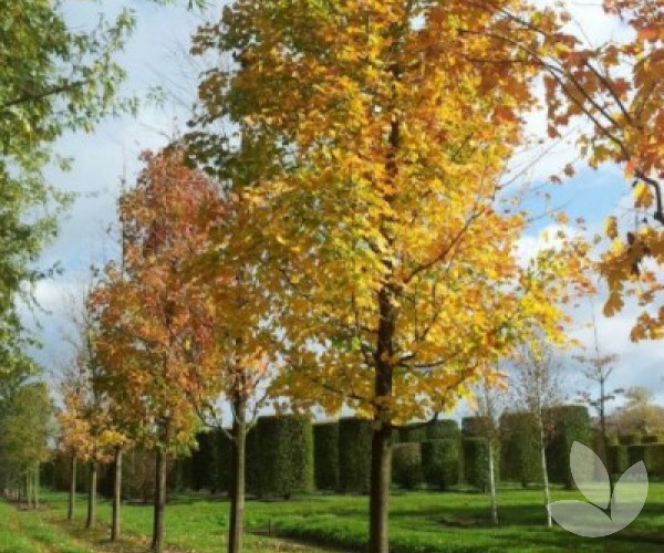 Pyramidal Silver Maple - Speciality Trees