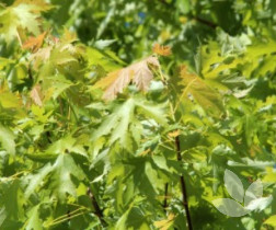 Pyramidal Silver Maple - Speciality Trees