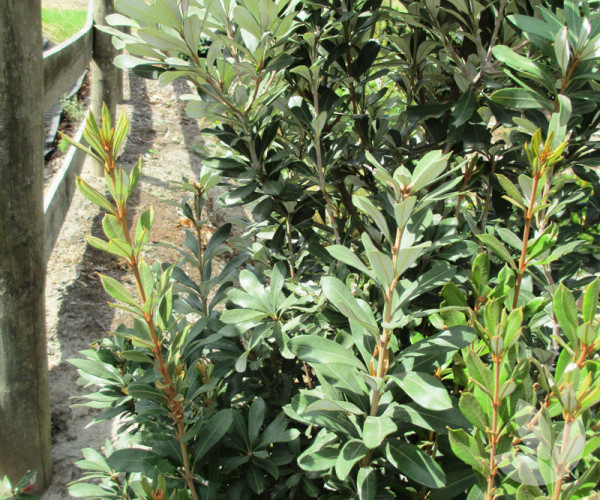 Banksia integrifolia 'Sentinel' - Speciality Trees