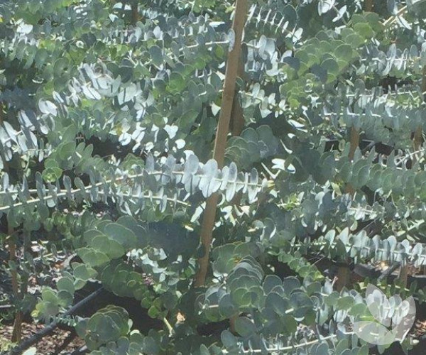 Eucalyptus pulverulenta 'Baby Blue' (Tree form) - Silver-leaved ...