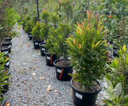 Elaeocarpus reticulatus 'Dark Pink Elly' - Dark Pink Elly Blueberry Ash ...