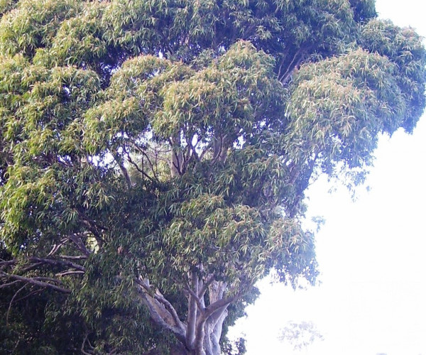 Corymbia maculata 'ST1' Lowanna - Compact Spotted Gum - Trees ...